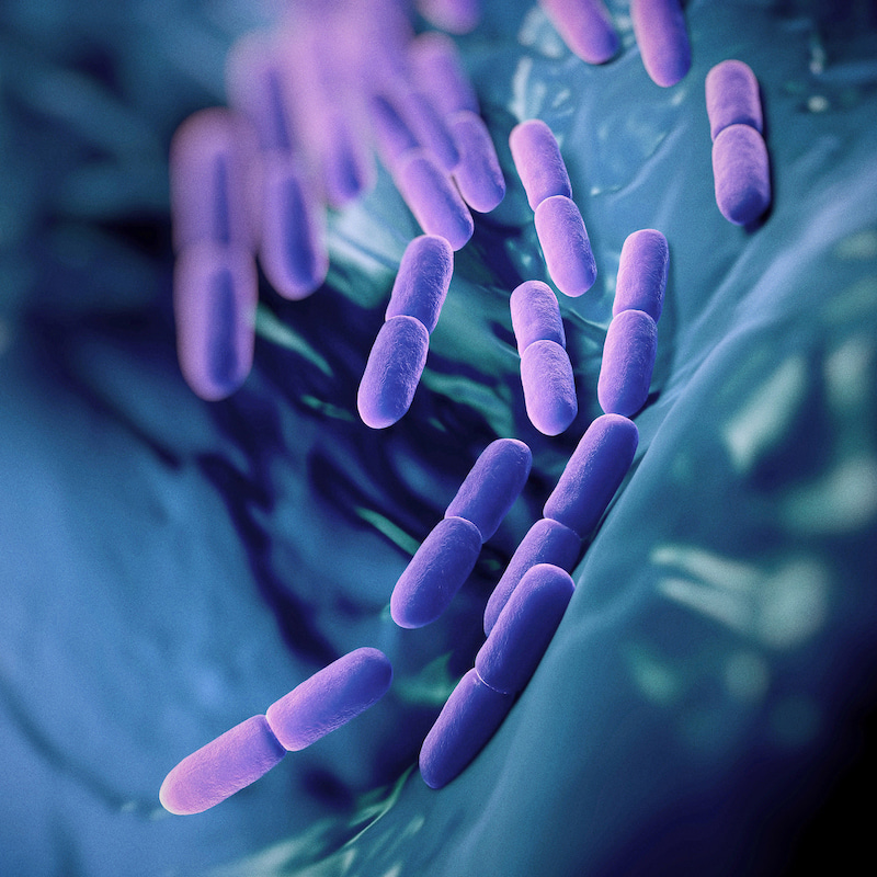 Lactobacillus rhamnosus: la cepa probiótica que cuida tu salud ...